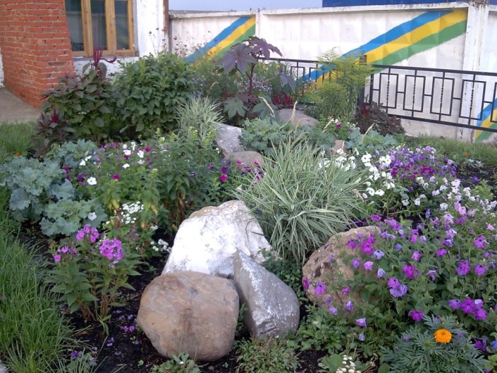 100 прекрасных агератум на фото: уход, выращивание и виды